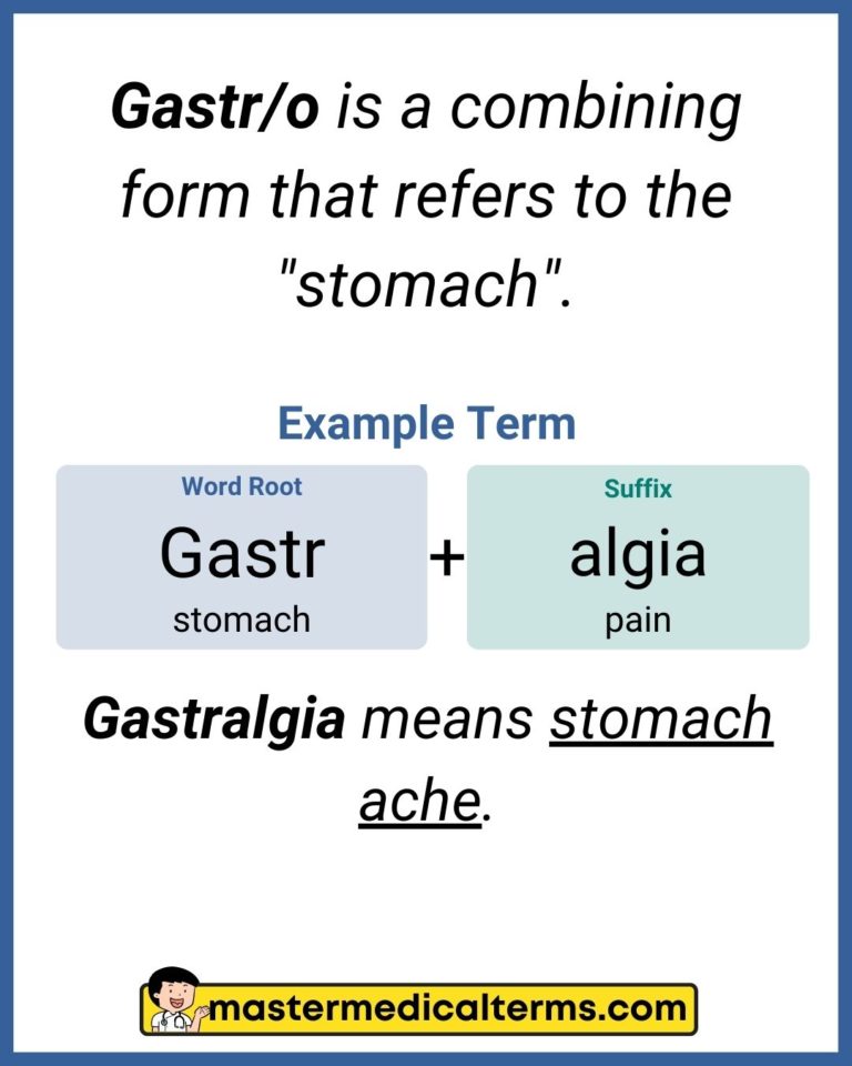 Gastr/o - Master Medical Terms