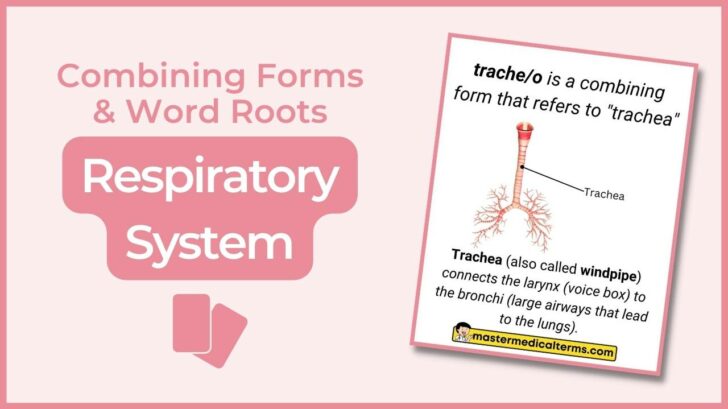 Respiratory System - Master Medical Terms