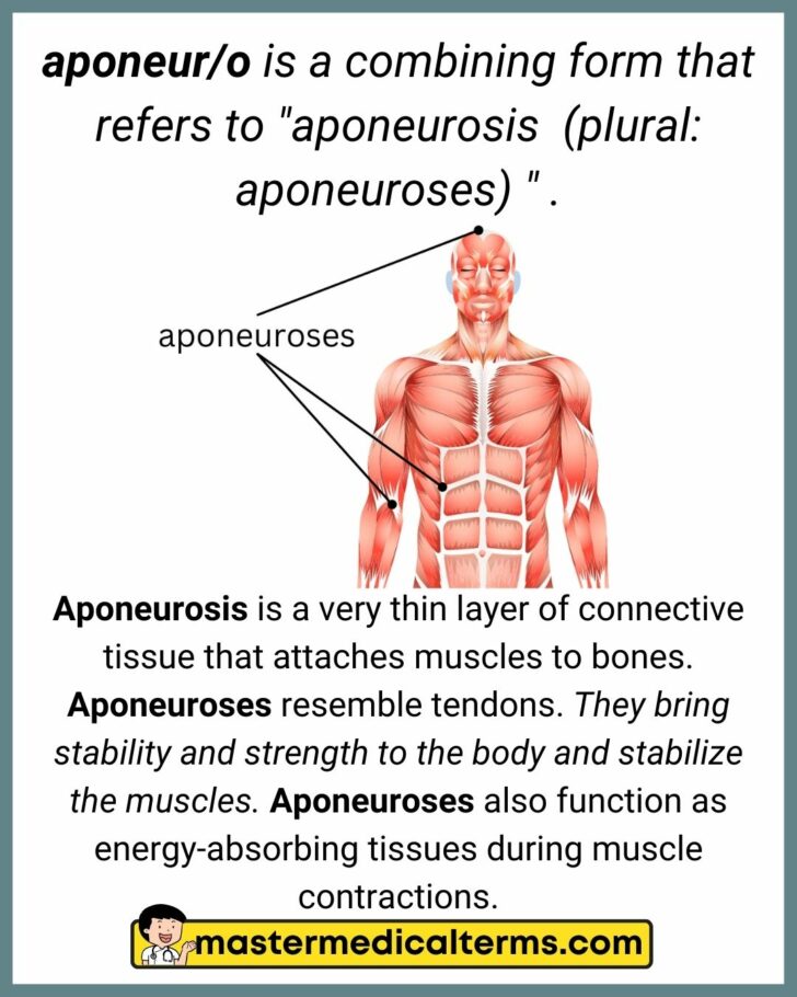 Common Word Roots for Skeletal System - Master Medical Terms