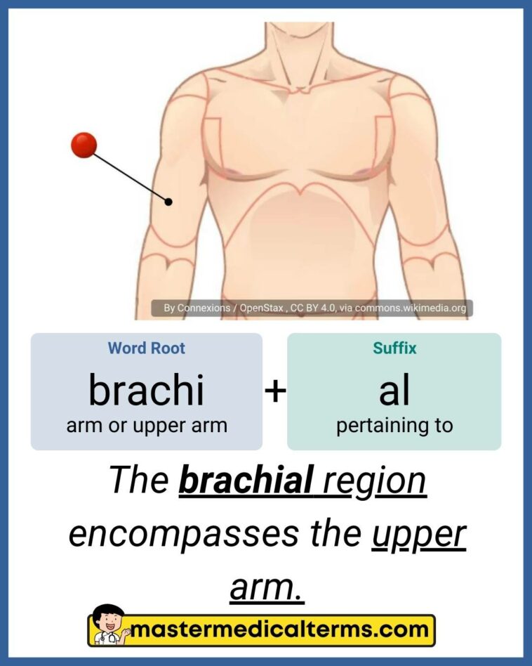 Regions of the Body - Master Medical Terms